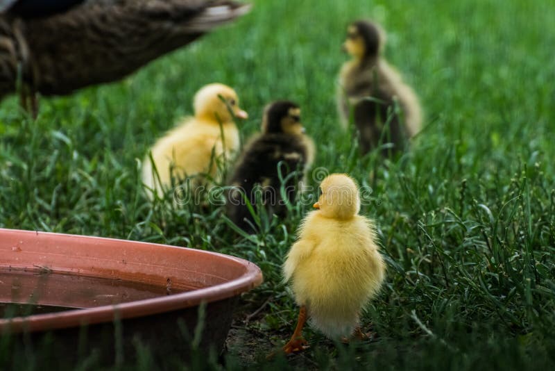 Four Baby Running Ducks Grass Stock Photos - Free & Royalty-Free Stock ...