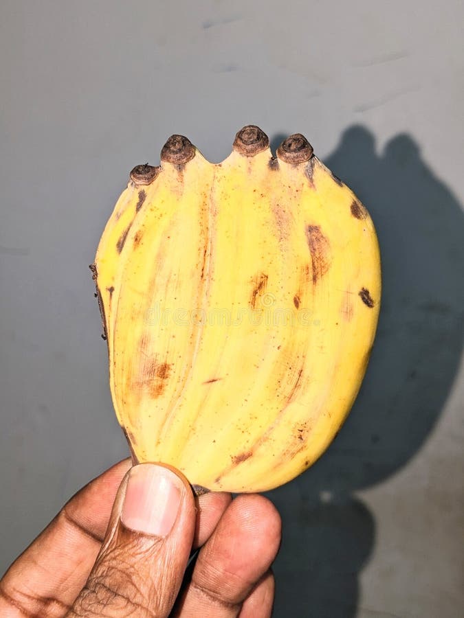 Four Bananas Attached in Single Layer Stock Image - Image of layer ...