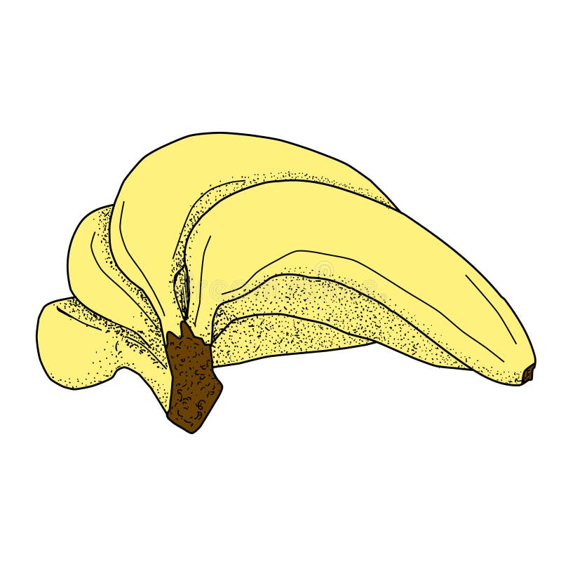 Four Bananas Lying Vector Illustration for Design and Decor Stock ...