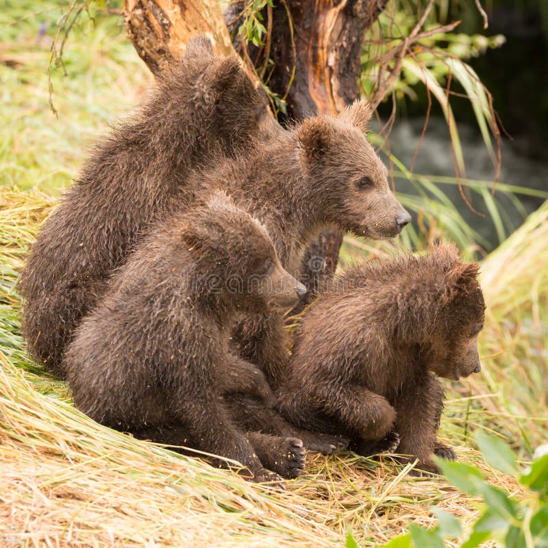 Four Brown Bear Cubs Sitting by Tree Stock Photo - Image of falls ...