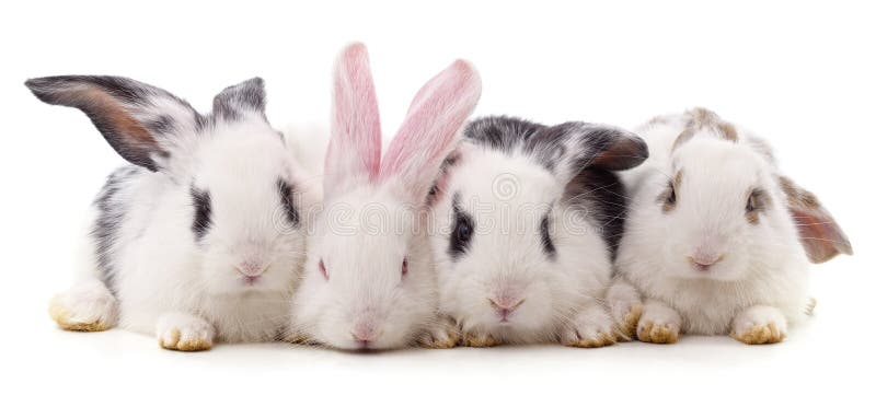 229 Four Rabbits Stock Photos - Free & Royalty-Free Stock Photos from ...