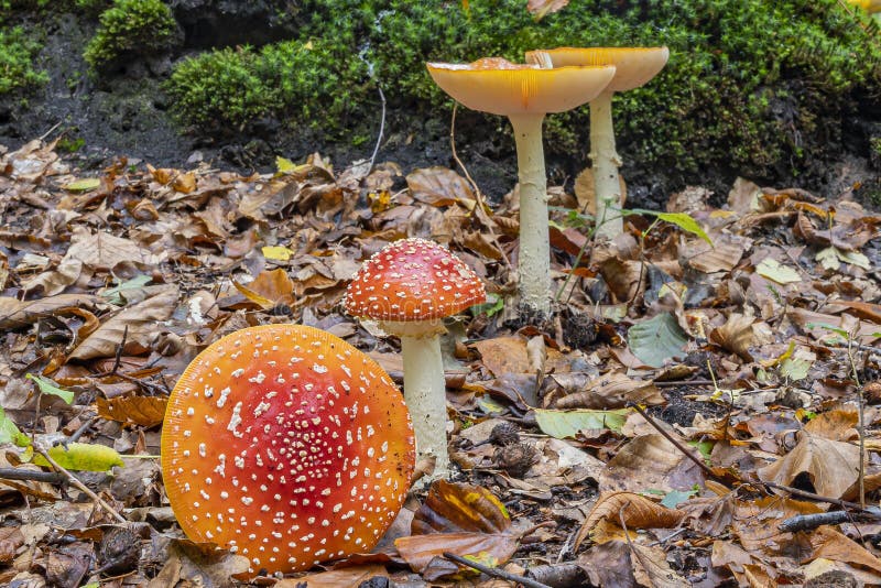 Four Beautiful Red Fly Agaric in a Row, Wassenaar, Netherlands Stock ...
