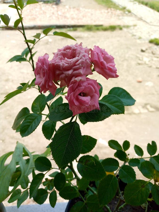 Four Beautiful Roses with One Stalk Stock Image - Image of stalk, roses ...