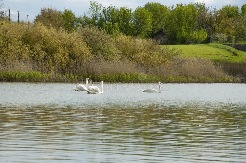 Four Beautiful White Swans Swim in the Lake in Spring Stock Photo ...