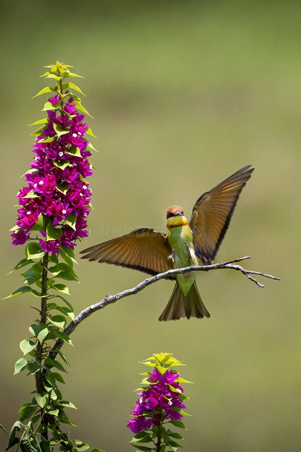 406 Four Headed Stock Photos - Free & Royalty-Free Stock Photos from ...