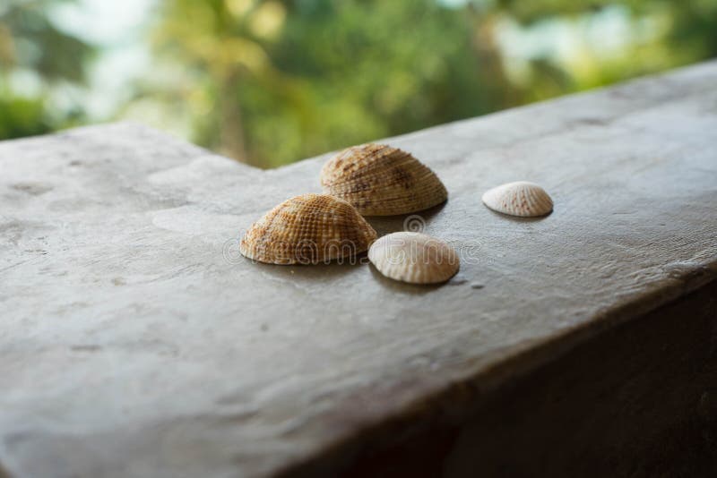 Four Beige Shells of Different Sizes Stock Image - Image of gastropods ...