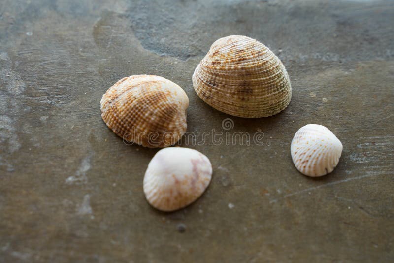 Four Beige Shells of Different Sizes Stock Image - Image of brown ...