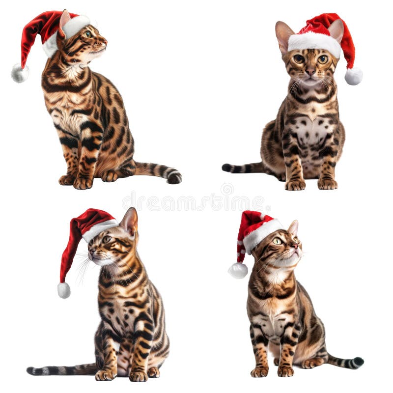 Four Bengal Cats in Santa Hats, Sitting and Posing Stock Illustration ...