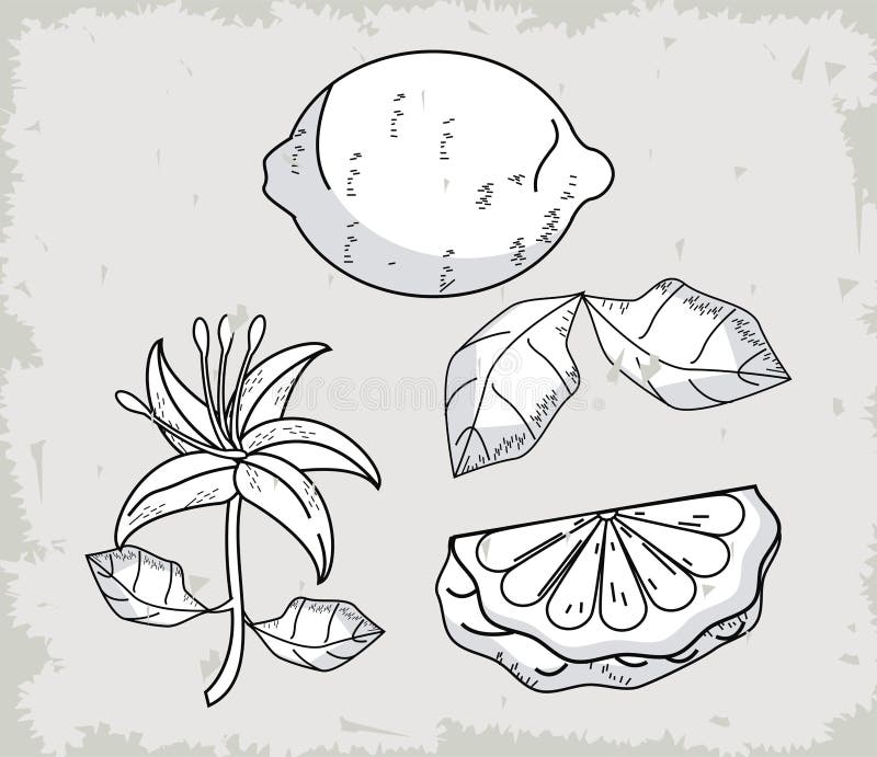 Four bergamot icons stock vector. Illustration of herbal - 220639524