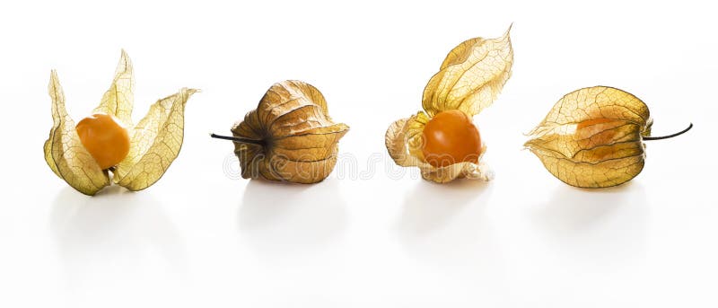 Physalis, Fruits with Papery Husk Stock Photo - Image of shallow, depth ...