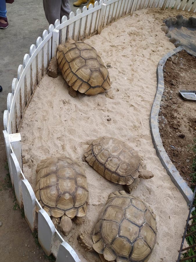 Four Big Beautiful Cute Turtle Stock Photo - Image of cute, beautiful ...