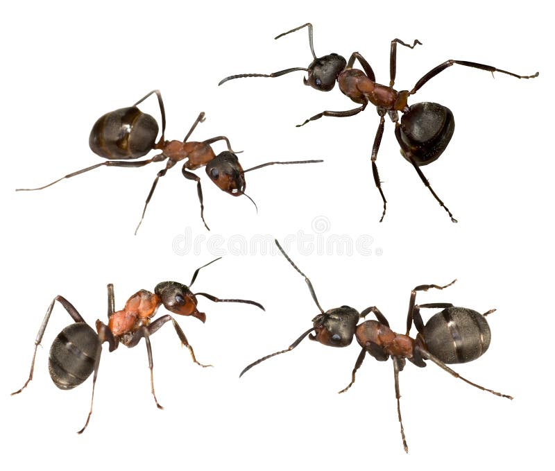 Marching Ants stock photo. Image of carpenter, group - 15089766