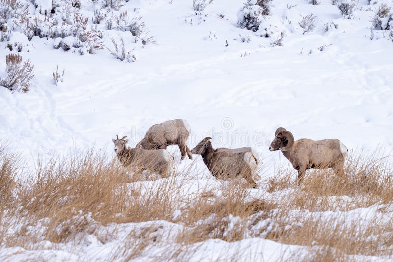 Four Big Horn Sheep in the Snow and Tall Grass Stock Photo - Image of ...