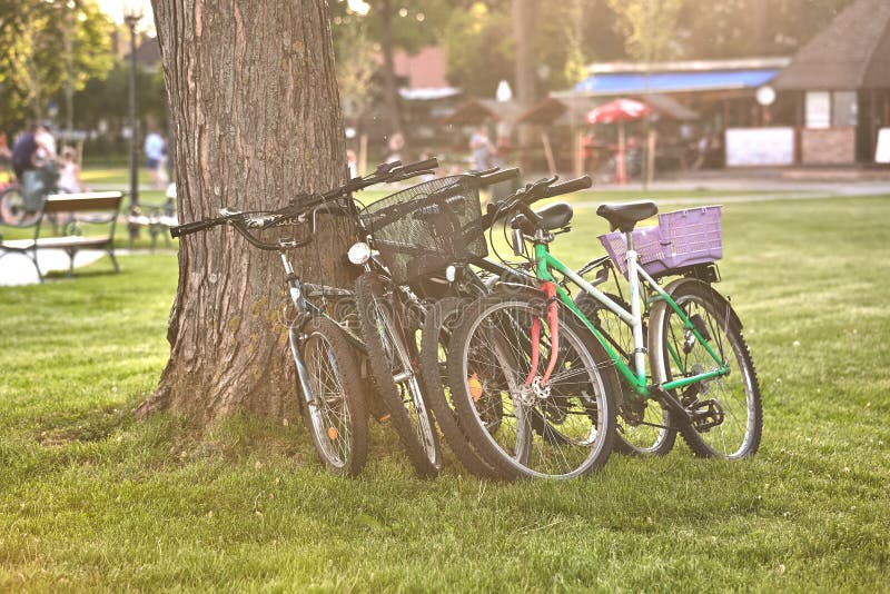 Two Bikes against Tree stock image. Image of action, bicycle - 33824689