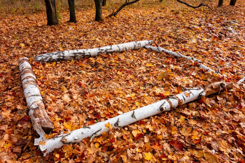 Four Birch Trunks or Logs on Fallen Leaves Ground in Forest. Empty Camp ...