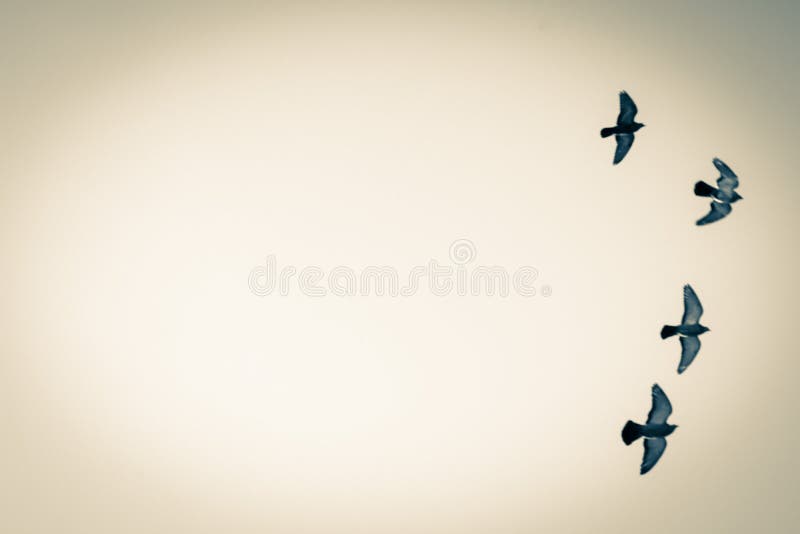 Four Bird Pigeons Fly in the Sky Stock Image - Image of gulls, party ...