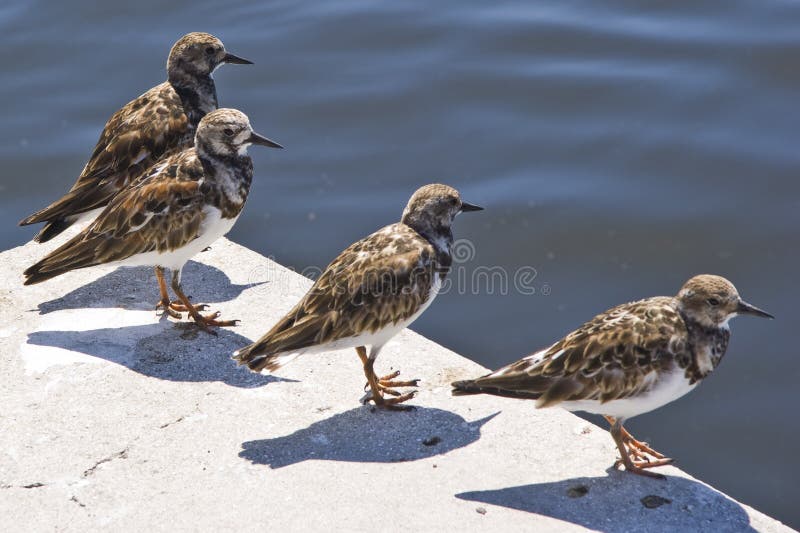 Four birds stock image. Image of wing, flight, winged - 13810291