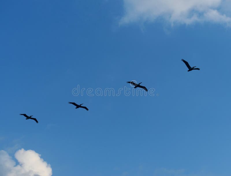 Four birds stock photo. Image of blue, wing, beak, flock - 207780232