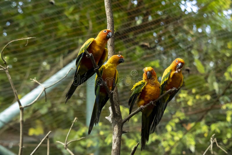 Four Finch Birds Stock Photos - Free & Royalty-Free Stock Photos from ...