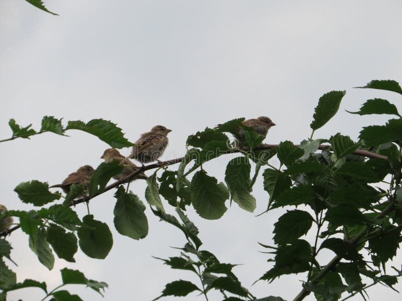 Four Birds Sitting on a Branch Stock Photo - Image of garden, chards ...
