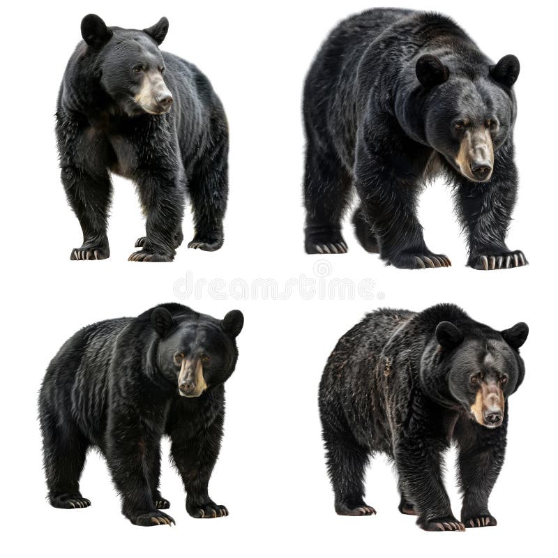 Four Black Bears Standing stock image. Illustration of powerful - 331181443