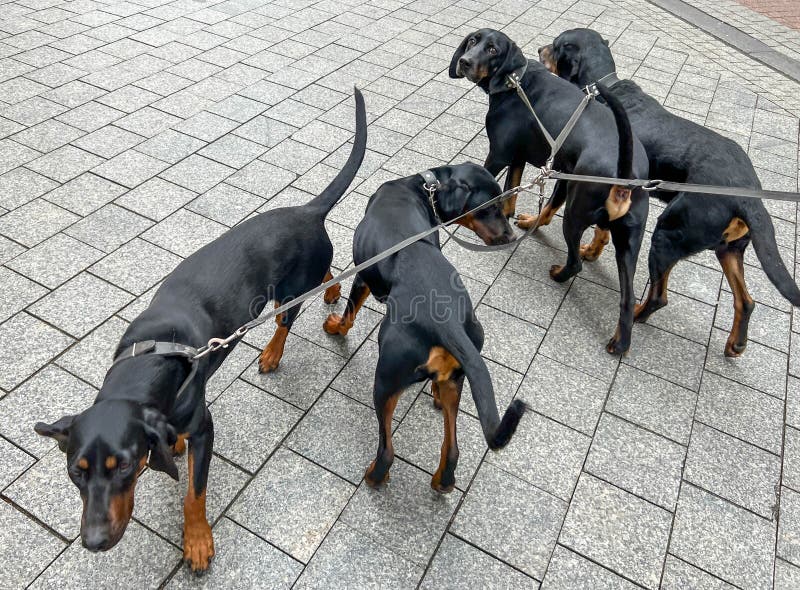 Four Black Dogs (Polish Scenthound) on a Walk on a Shared Leash Stock ...