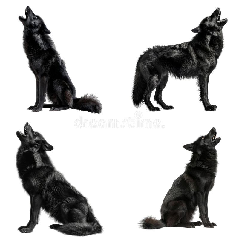 Four Black Wolves Howling in Different Poses Stock Photo - Illustration ...