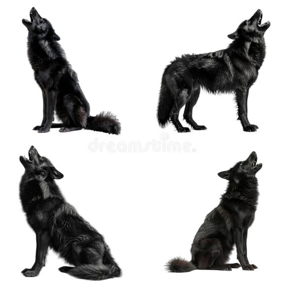 Four Black Wolves Howling in Different Poses Stock Photo - Illustration ...