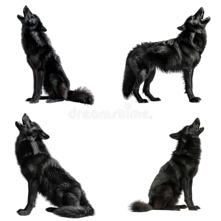 Four Black Wolves Howling in Different Poses Stock Photo - Illustration ...