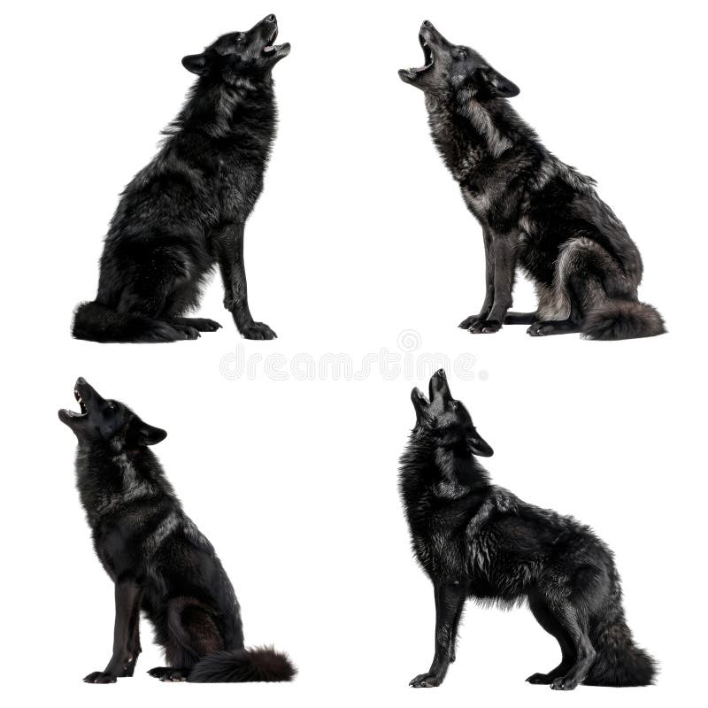 Four Black Wolves Howling in Different Poses Stock Illustration ...
