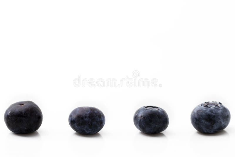 Four blueberries in a row stock image. Image of four - 14369009