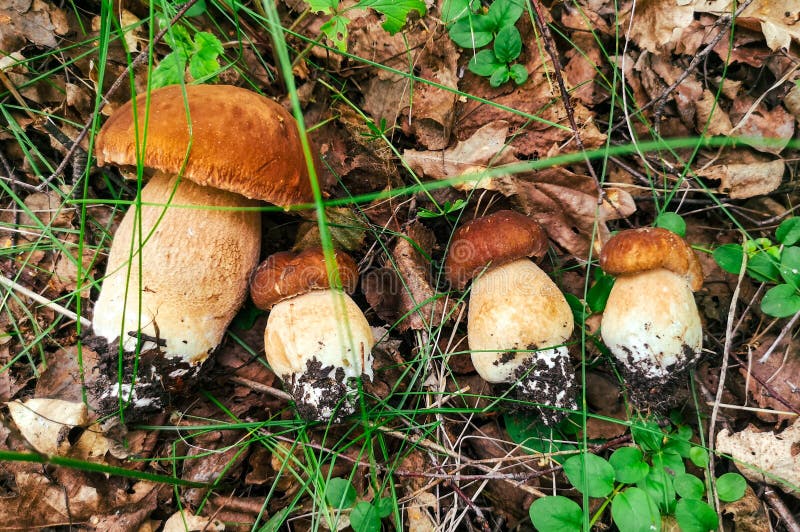 Four Boletus Mushrooms Lie on the Ground Stock Photo - Image of natural ...
