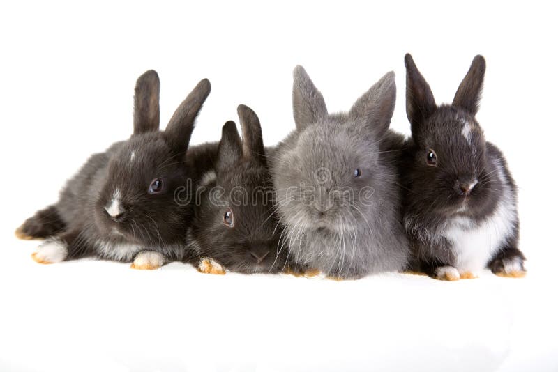 Four bunny stock image. Image of black, domestic, bunny - 3317689