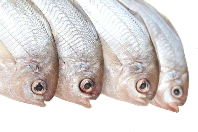 Four butterfish stock photo. Image of isolated, foodstuff - 27260604