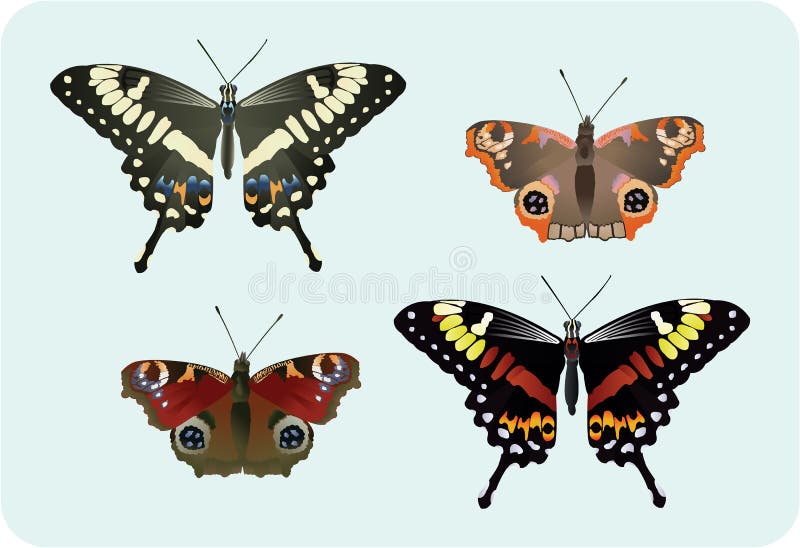 Four Butterflies Picture. Image: 10316037