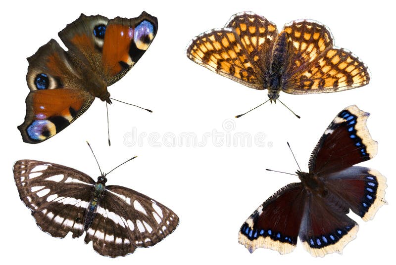 Four moths stock photo. Image of macro, sample, nature - 4632792