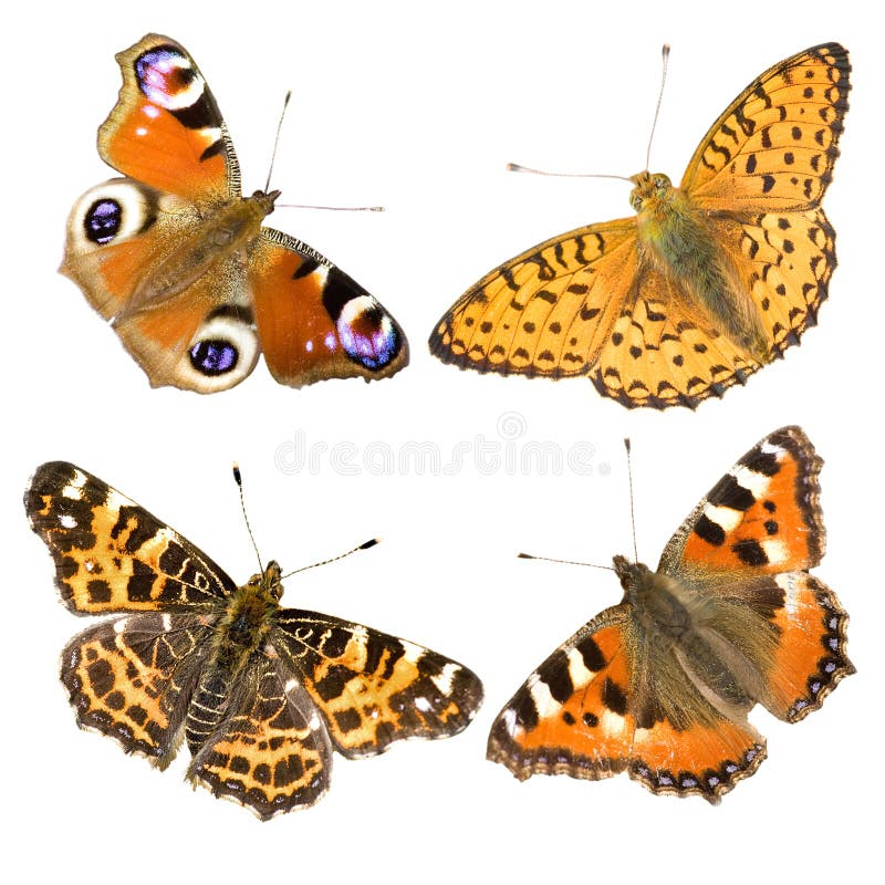 Four butterflies on white stock image. Image of outdoors - 8094865