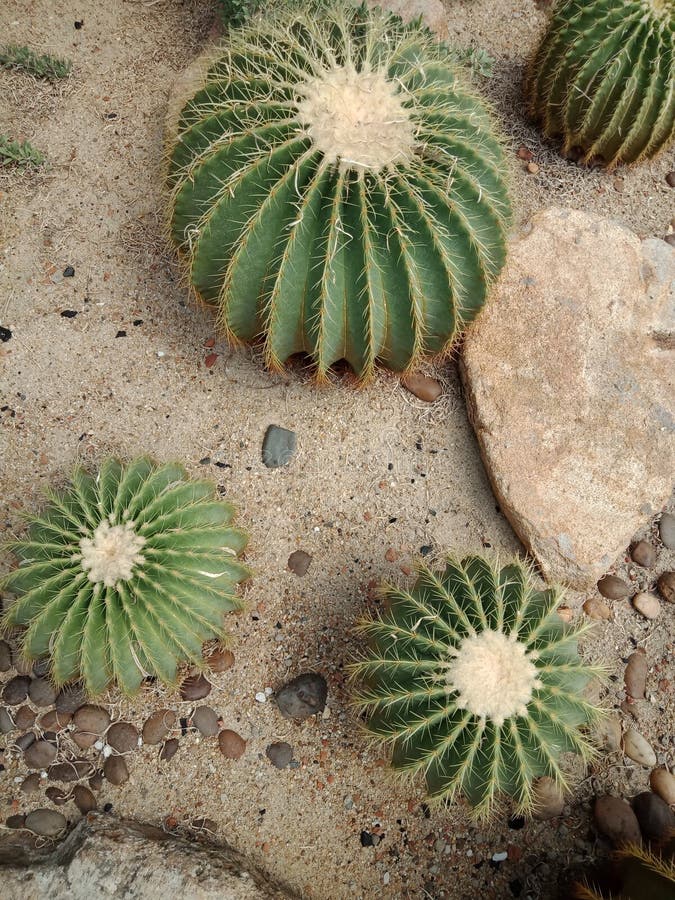 Four cacti in the soil stock photo. Image of flower - 195135114