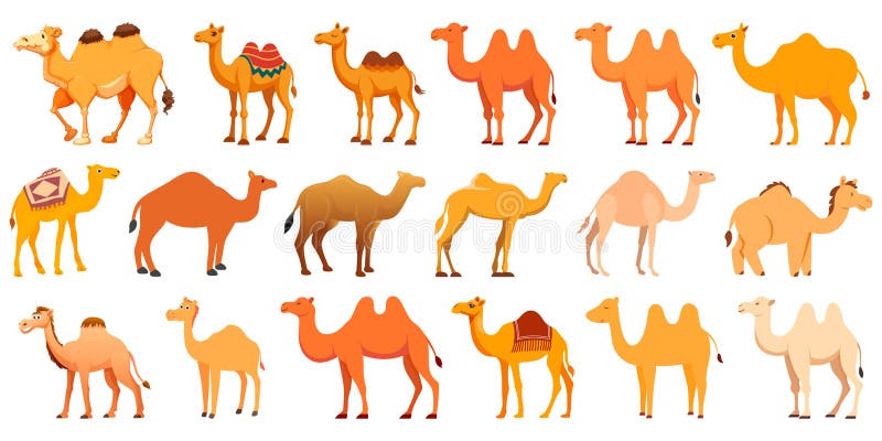 Four Camels Walking vector stock illustration. Illustration of vector ...