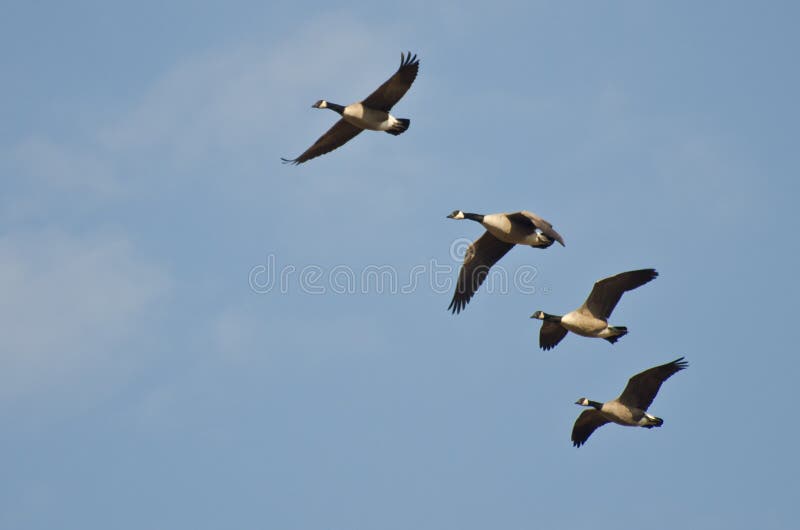 Four Canada Geese Flying Over the Lake Stock Image - Image of waterfowl ...