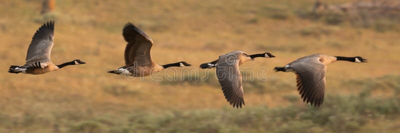 Four Canada Geese Fly in a Line Stock Photo - Image of sagebrush ...