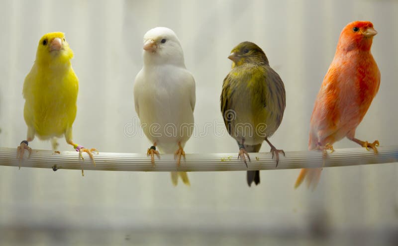 Four Canary Birds (Serinus Canaria) Sitting in Branch Stock Image ...