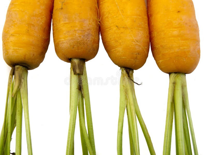 Four Carrots stock photo. Image of healthy, diet, natural - 11534914