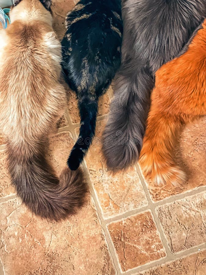 Four Cat Tails in the House Stock Image - Image of hunting, funny ...