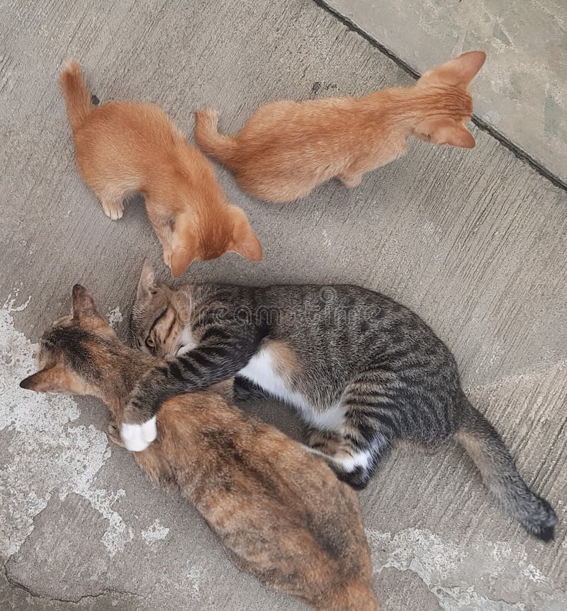 Four cats are playing stock photo. Image of wildcat - 264272360