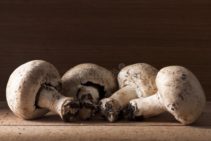 Four Champignon Mushrooms stock photo. Image of small - 15503648