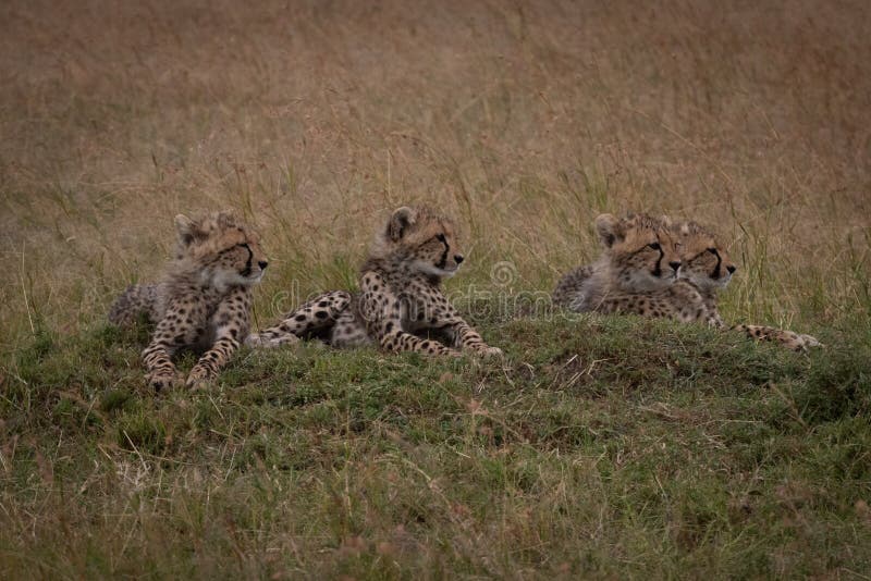 Four Cheetah On Safari stock photo. Image of felidae, safari - 7462188