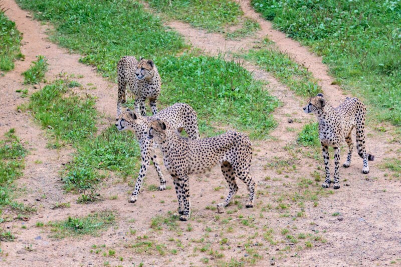 Four Cheetahs Stock Photos - Free & Royalty-Free Stock Photos from ...