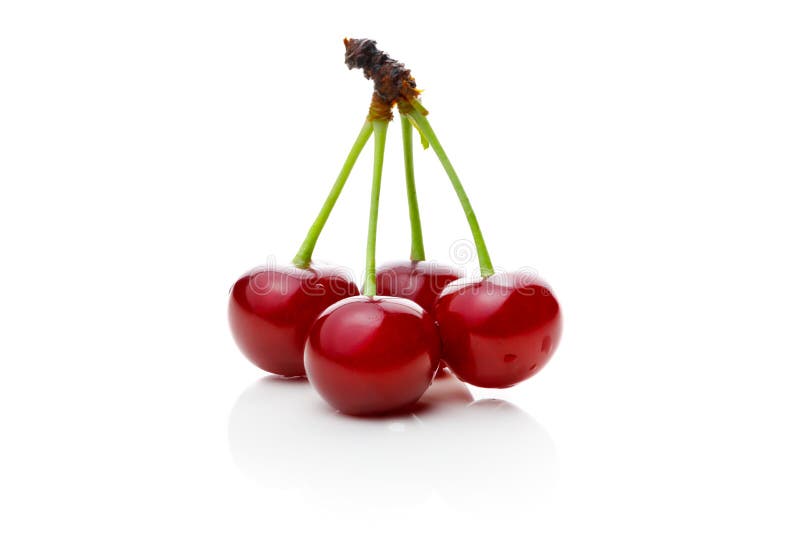 Four cherries stock image. Image of nature, garden, summer - 9802223