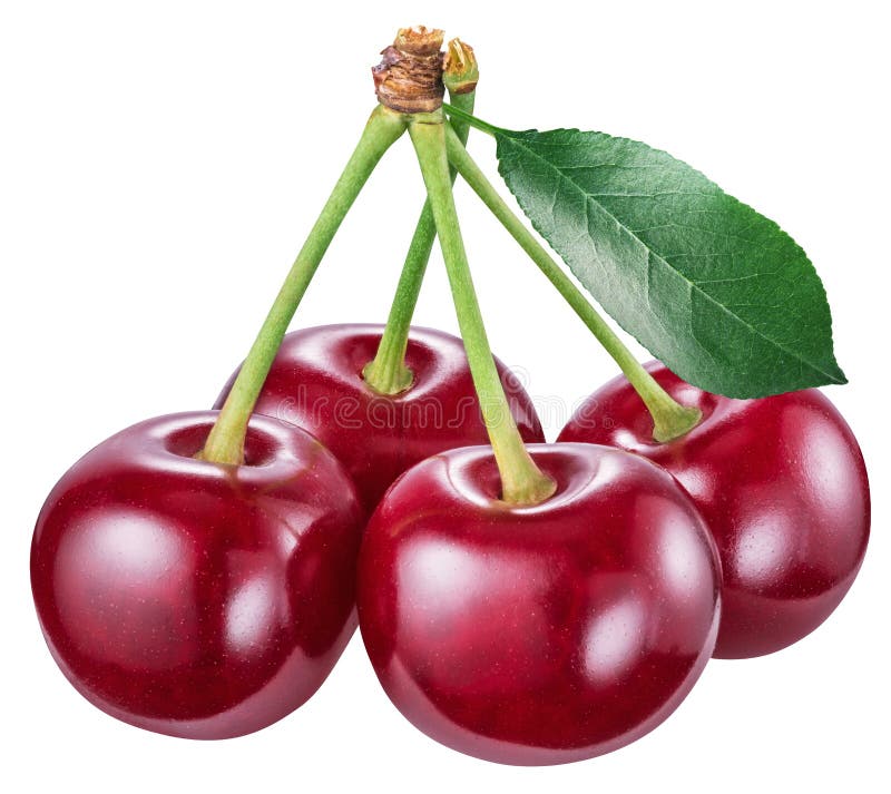 Four Cherries with Stalks stock image. Image of background - 46434701